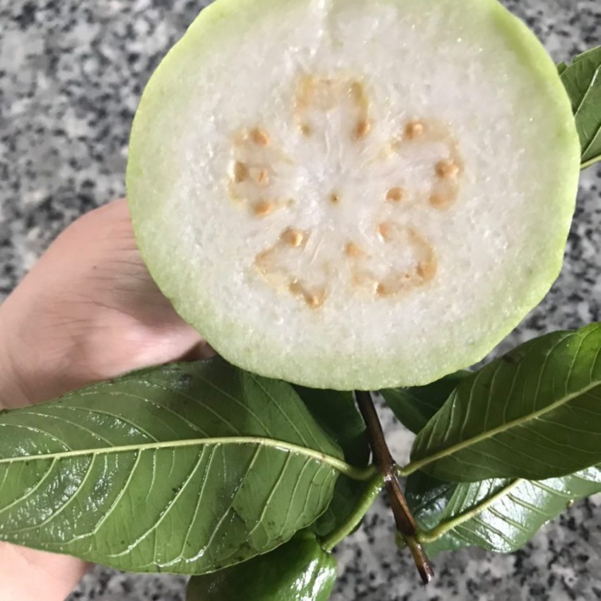 GUAVA - Tropical fruit Florida