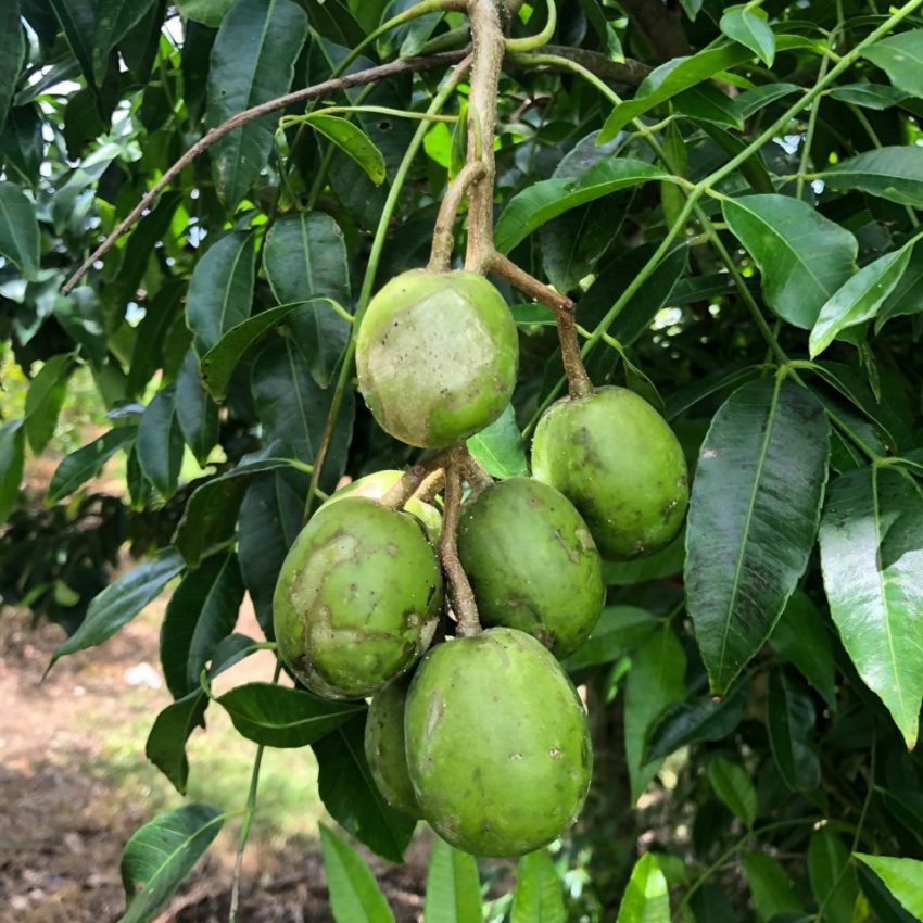 JUNE PLUM - Tropical fruit Florida